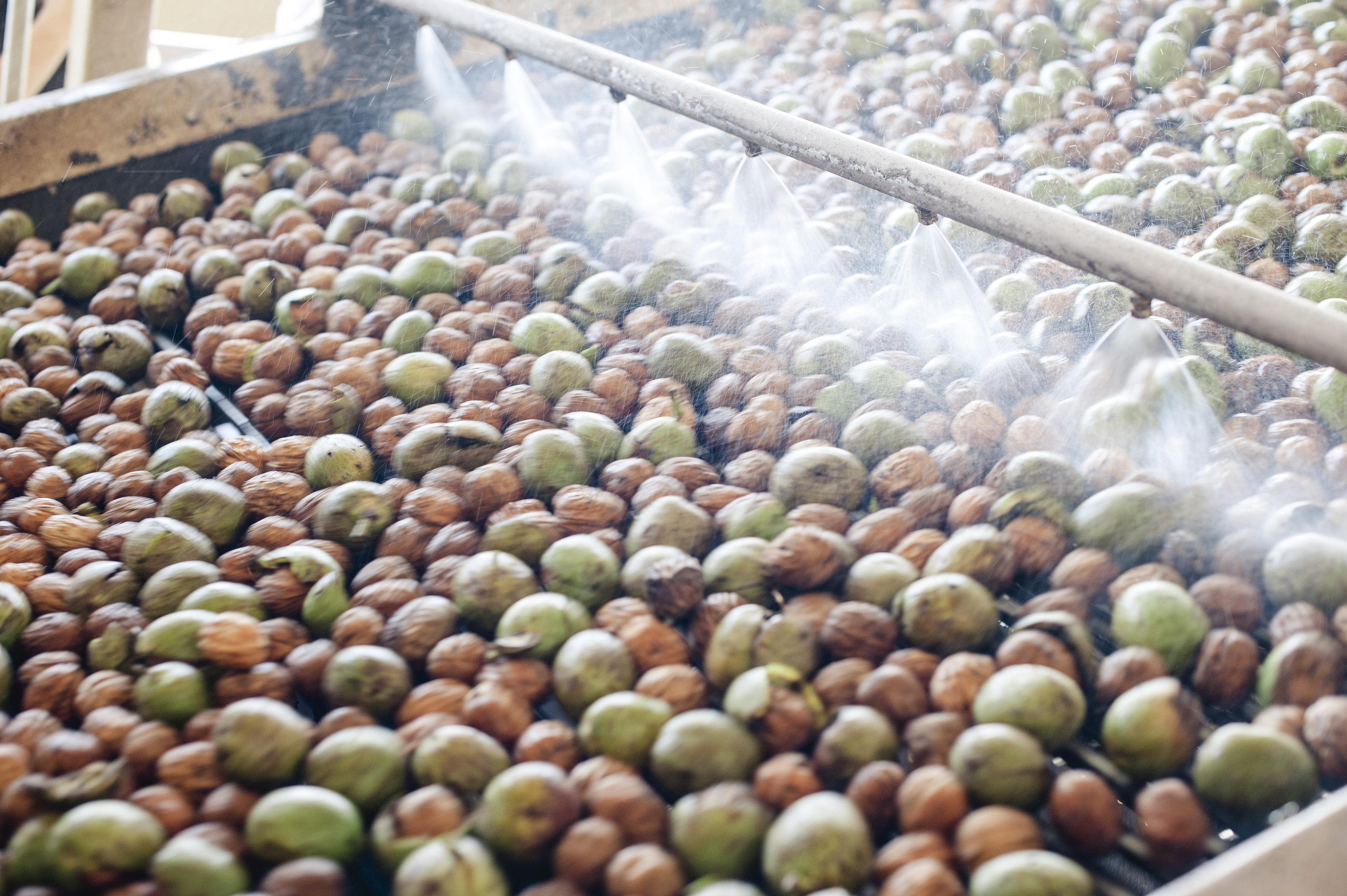 Trade Information California Walnuts India