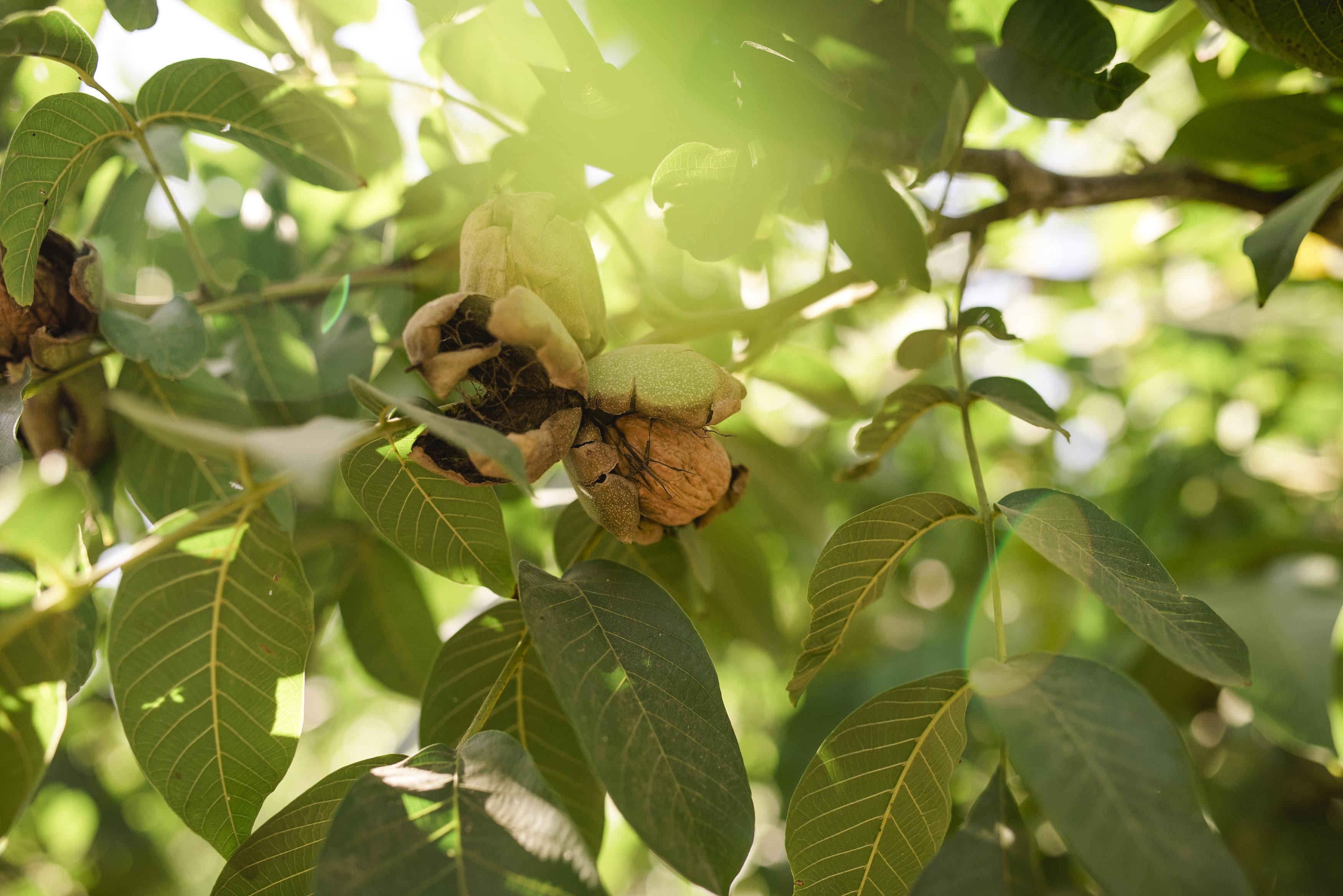 Premium Walnut Suppliers In India Your Source For Quality Walnuts